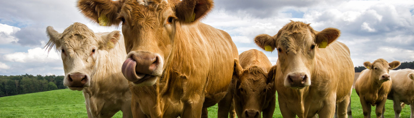 DRY AGER® Magazine | Dry Aged Beef